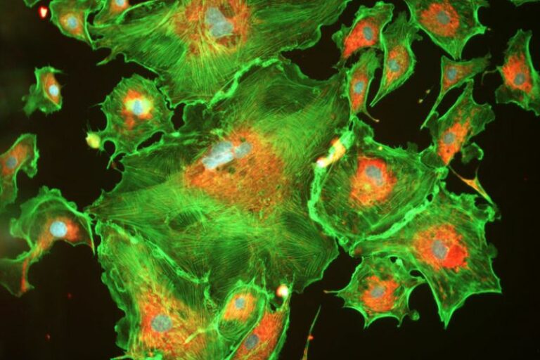 News | Active Silicon | Digital slide scanners for better pathology